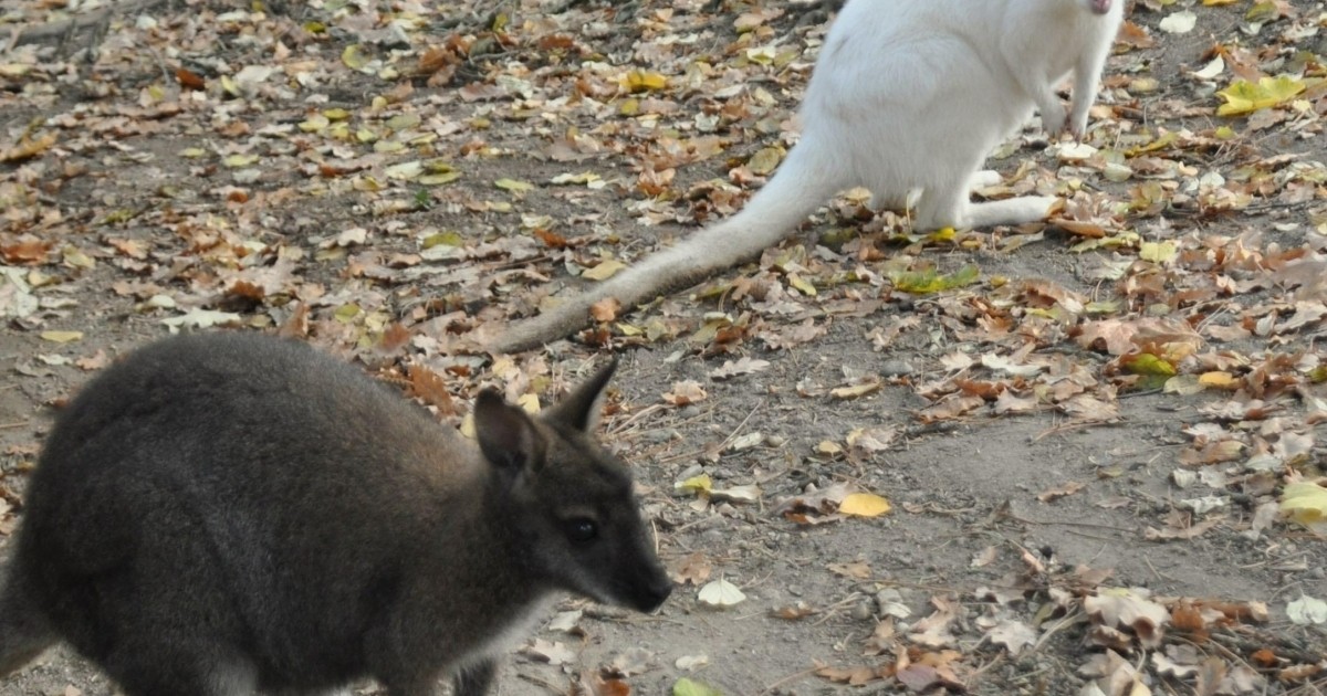 Winter im Tierpark | Riesa TV